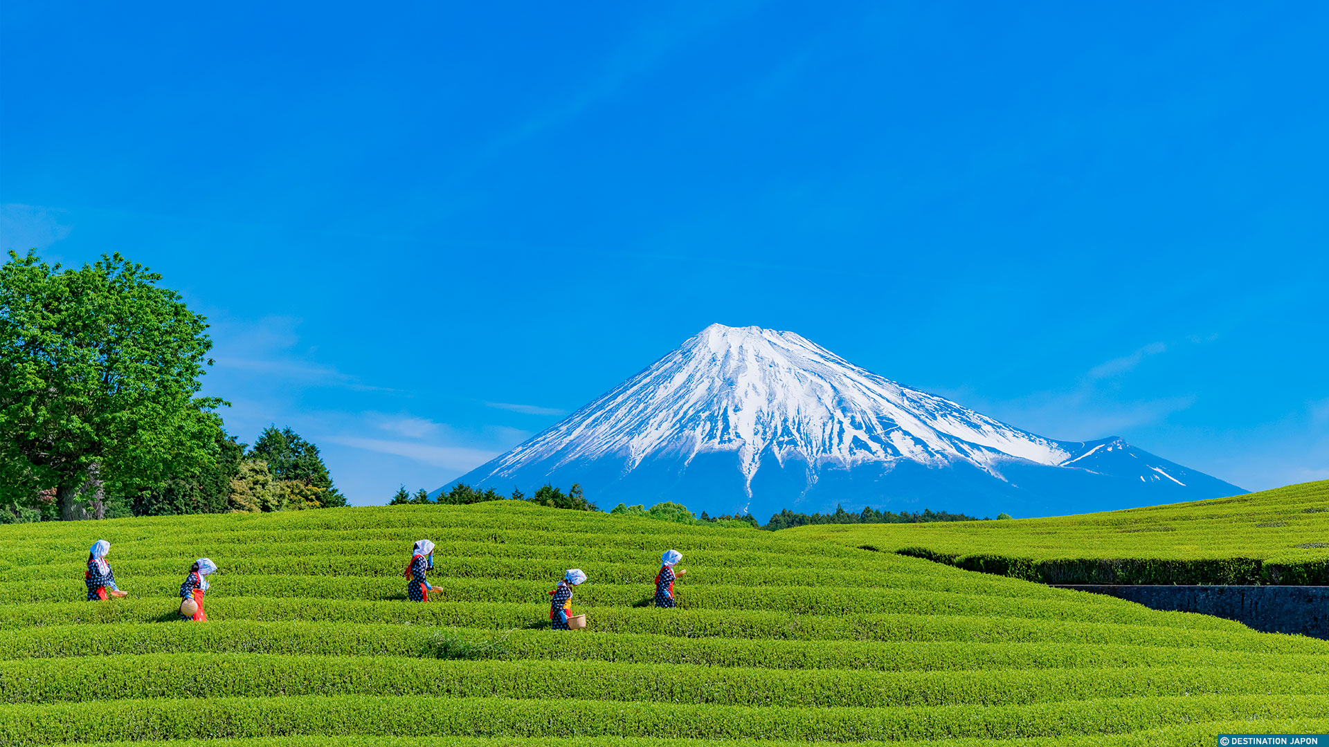 Shizuoka Pr fecture Montagnes Plantations De Th Et C tes
